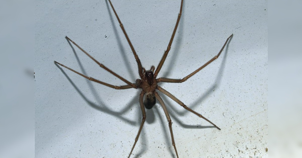 Morso di ragno violino: Cosa fare se accade