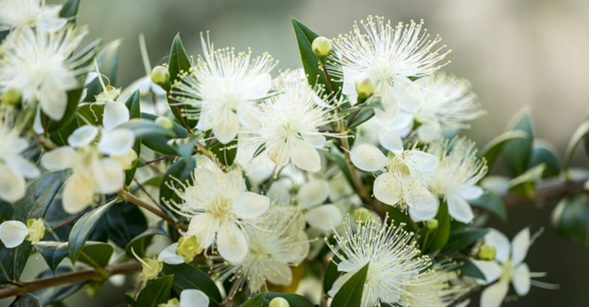 Mirto, i 5 usi che se ne possono fare nel mondo della cosmetica e che ...