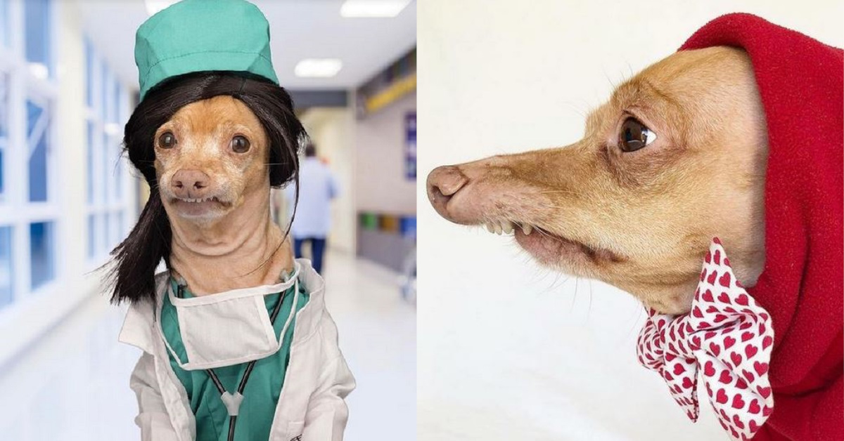 12 Foto di Tuna un cane diventato star di Instagram per via del suo ...