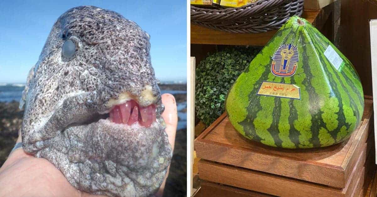 15 cose strane che sicuramente vedrai per la prima volta come la ...