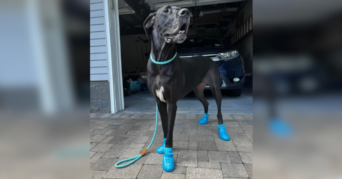 Il cane adora le sue Crocs: il video mentre passeggia mostrando le sue ...
