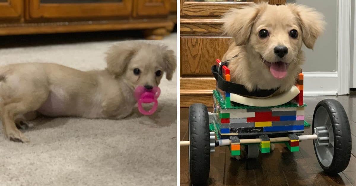 Il cane disabile è abbandonato al suo destino, ma una sedia a rotelle ...