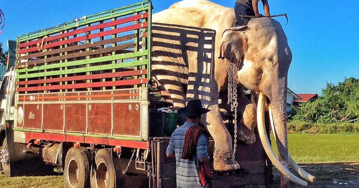 Un elefante costretto ad intrattenere i turisti per oltre 40 anni gode ... Un elefante costretto ad intrattenere i turisti per oltre 40 anni gode ...