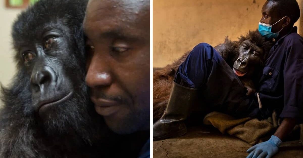 Il gorilla malato dà l'ultimo abbraccio all'uomo che lo ha salvato. Un ...