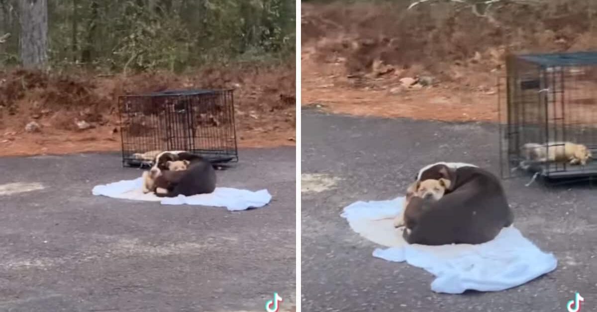 Mamma abbandonata per strada mette al riparo il suo cucciolo per non ...