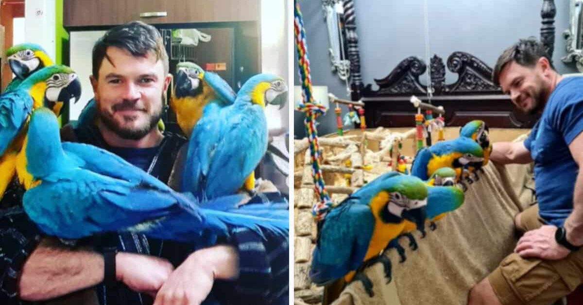 L'uomo si prende cura di 6 pappagalli blu e oro: "sono i miei bambini"