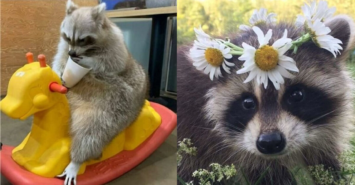 16 adorabili procioni che ti faranno dire "Che carini!"