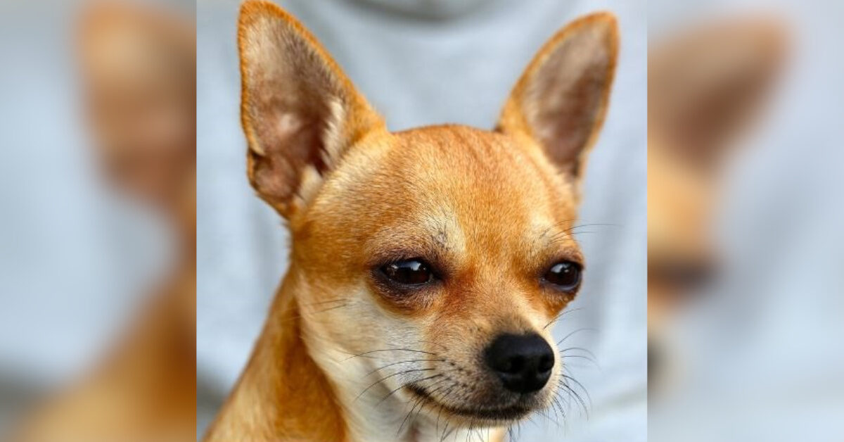 Sapete a cosa servono i baffi del cane? Le cosiddette "Vibrisse" hanno ...