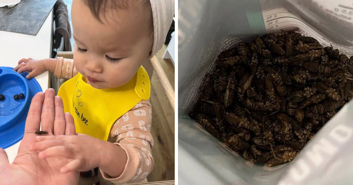 La mamma dà i grilli come spuntino per risparmiare $ 200 a settimana ...