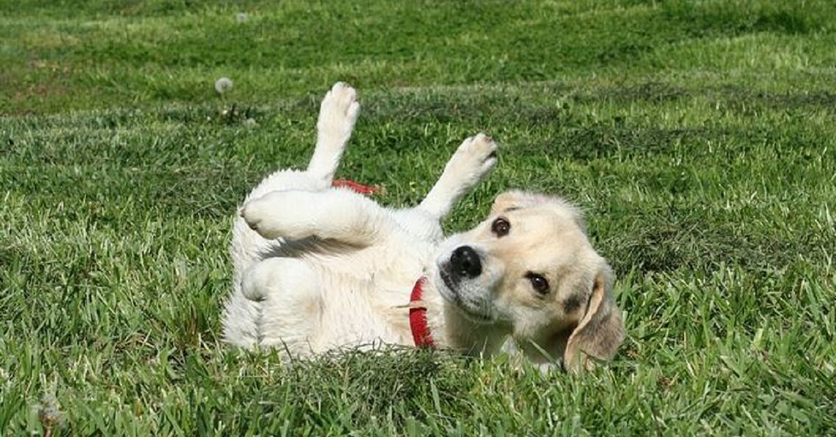 C'è un motivo se i cani si strofinano nelle cose che puzzano