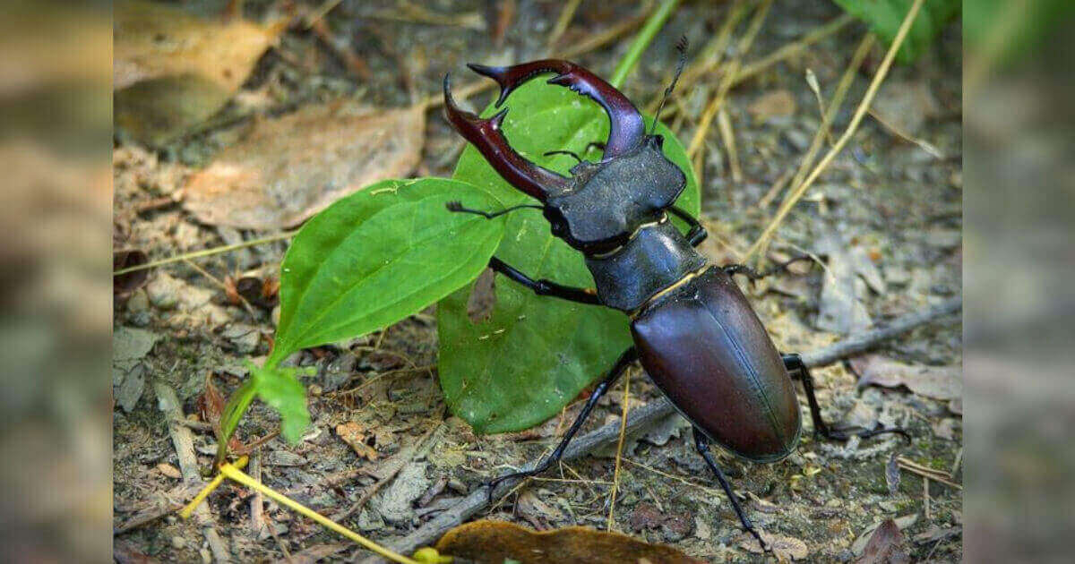 Jerry Calà, dopo le offese della rappresentante del Pd, la reazione del ...