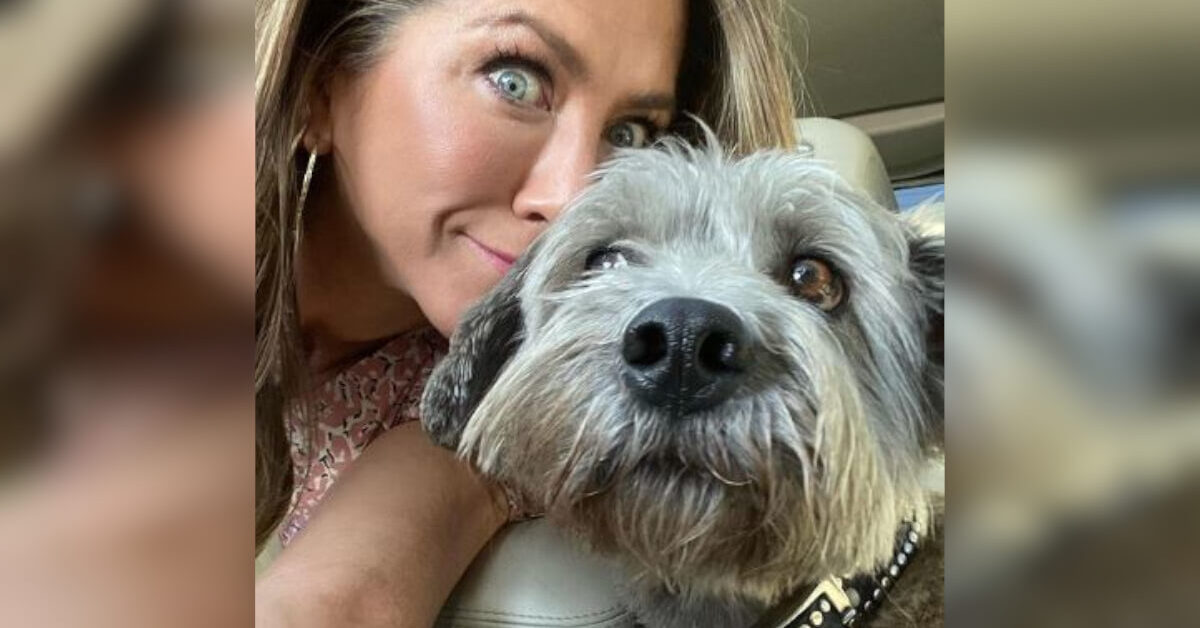 Jennifer Aniston racconta il rapporto con i suoi 3 cani "Non si ...