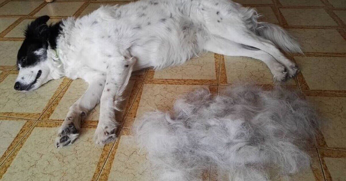 5 fattori che possono determinare l'eccessiva caduta di peli nei cani