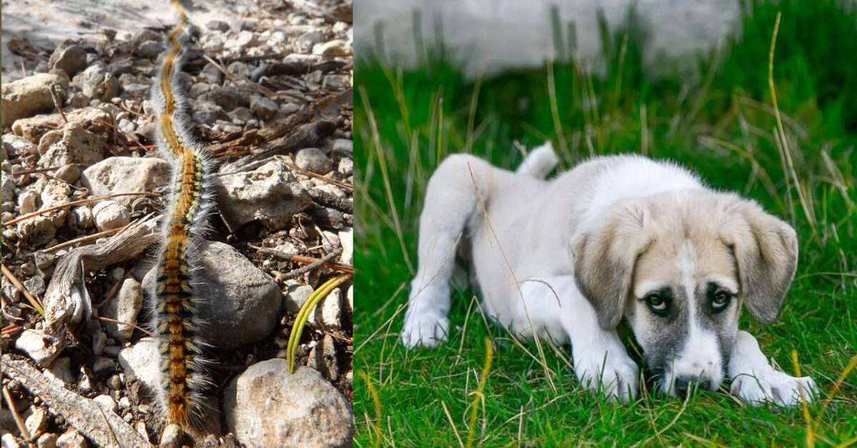 La processionaria, l'insetto pericoloso per i cani. Ricordate di fare ...