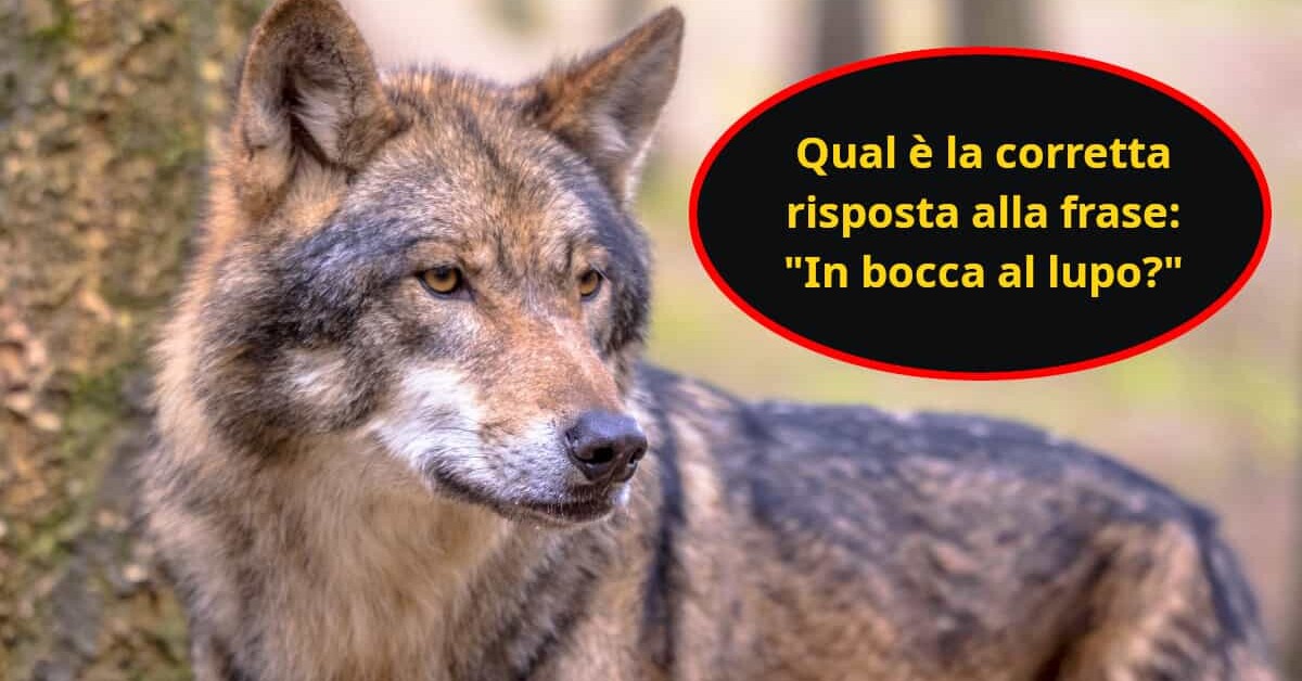 Rispondere a 'in bocca al lupo': 'crepi', è veramente la risposta corretta?