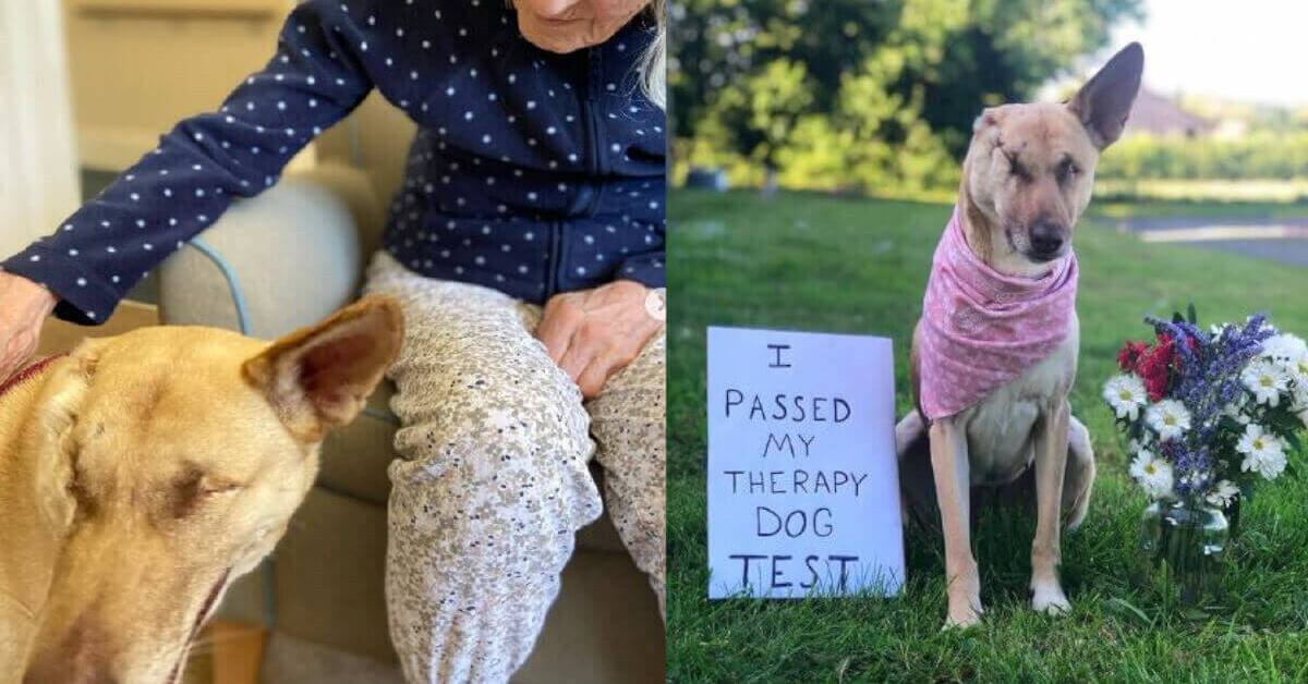 Sopravvissuto a 17 colpi, cane cieco diventa un cane da Pet Therapy