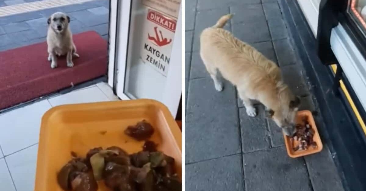 Impiegato di negozio nutre cagnolini che lo attendono fuori dal locale ...