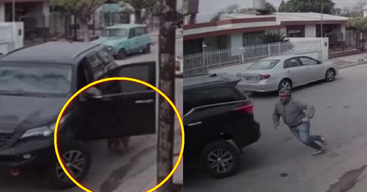 Il cane guida l'auto del proprietario che finisce contro un muro. Nulla ...