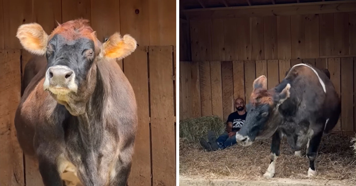 La mucca cieca salvata ama la musica e ha la canzone preferita più carina